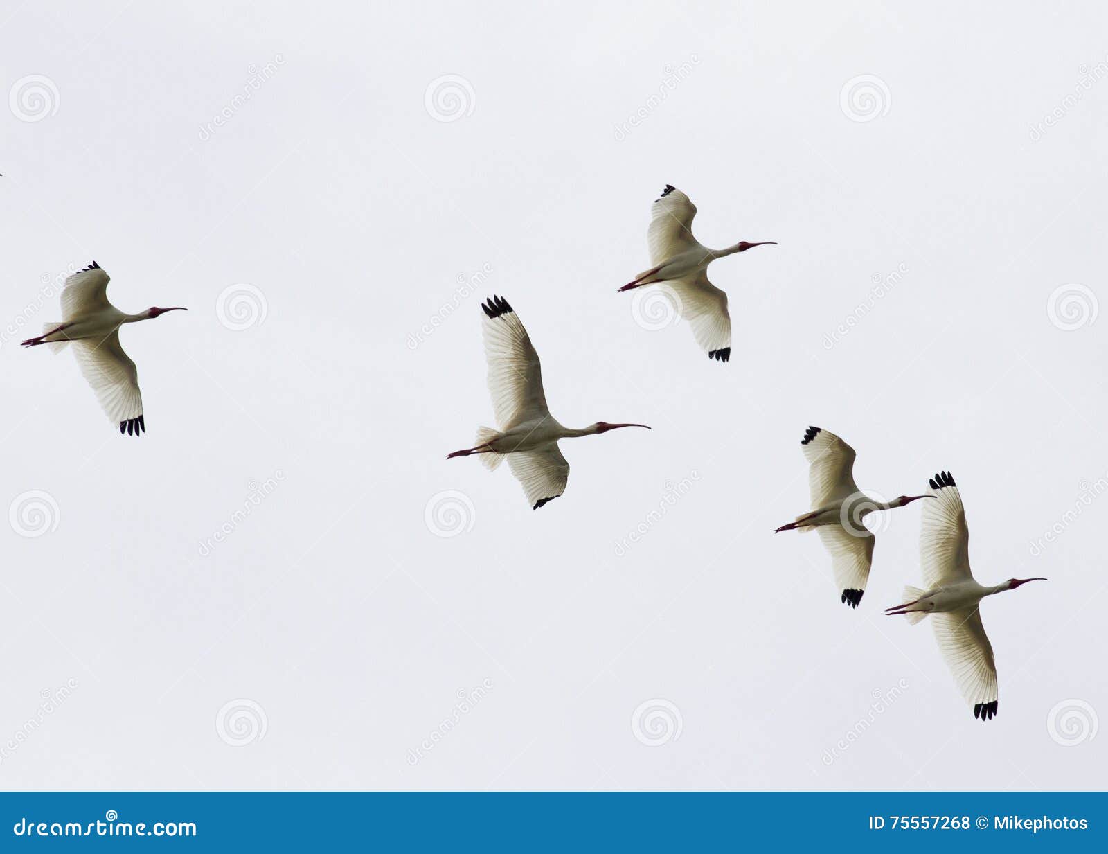 American White Ibis in Flight Stock Photo - Image of migrating, gaggle ...