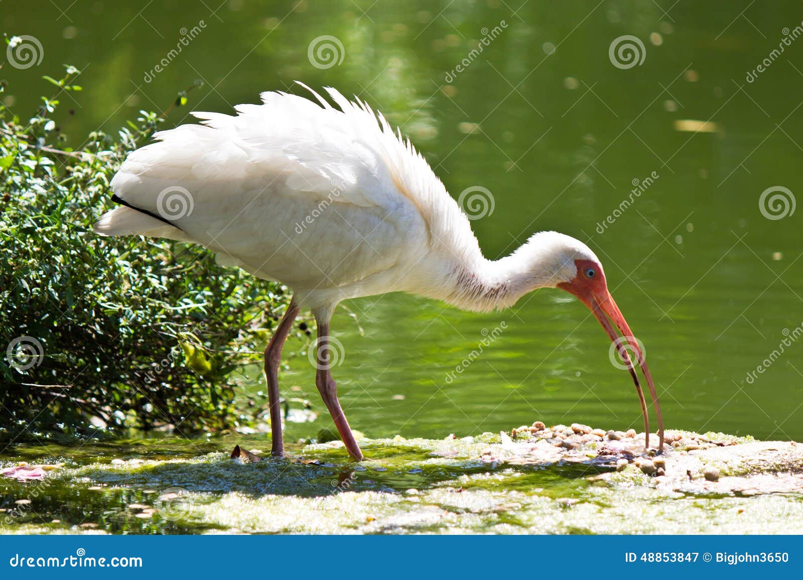 American White Ibis with Its Distinctive White Beak Stock Image - Image ...