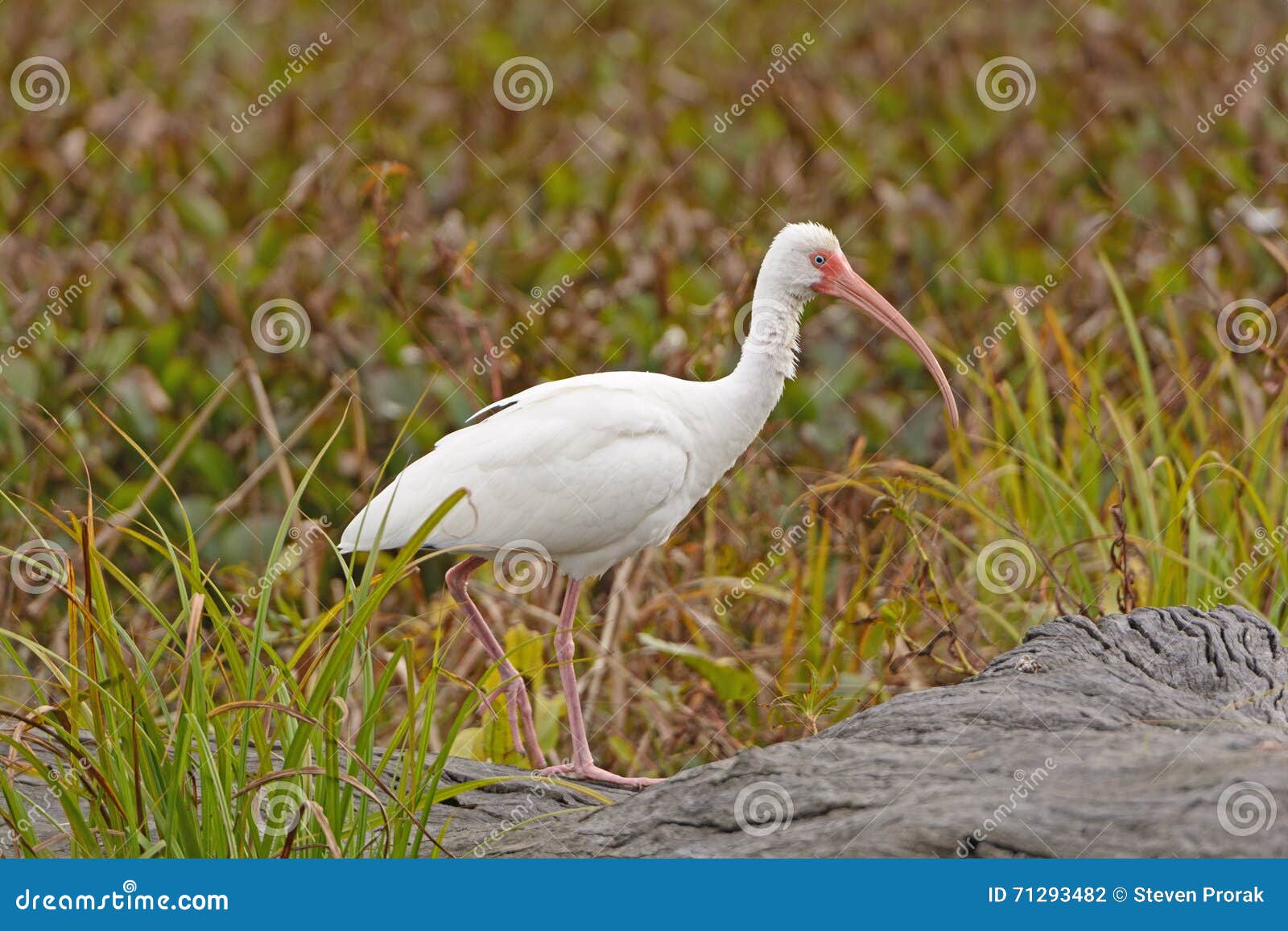 American White Ibis on a Log Stock Photo - Image of natural, zoology ...