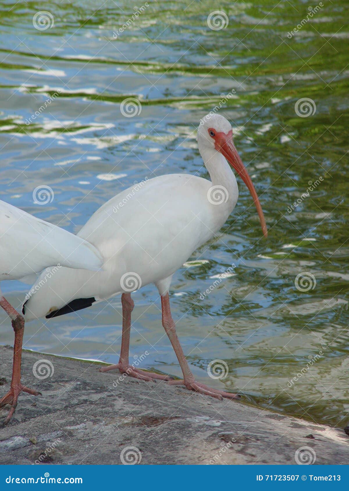 American white ibis stock image. Image of wading, albus - 71723507