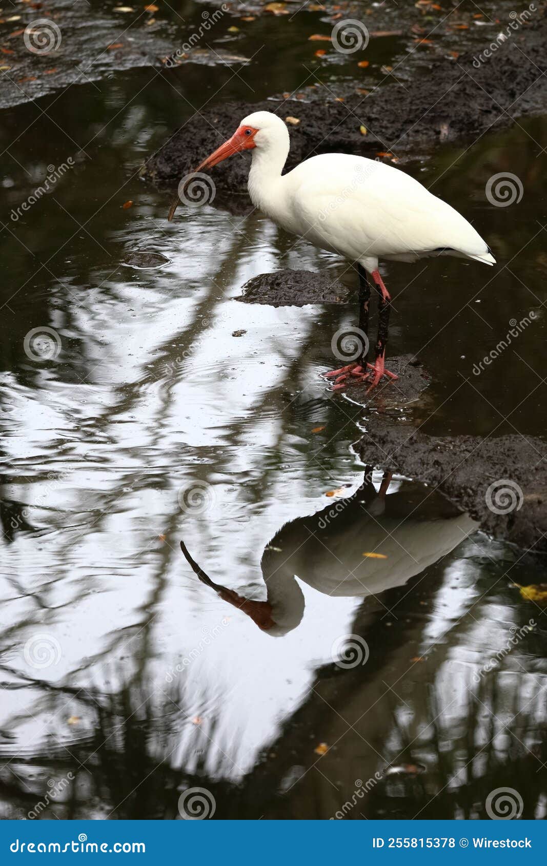 American White Ibis Wading in the Swamp Stock Photo - Image of ...