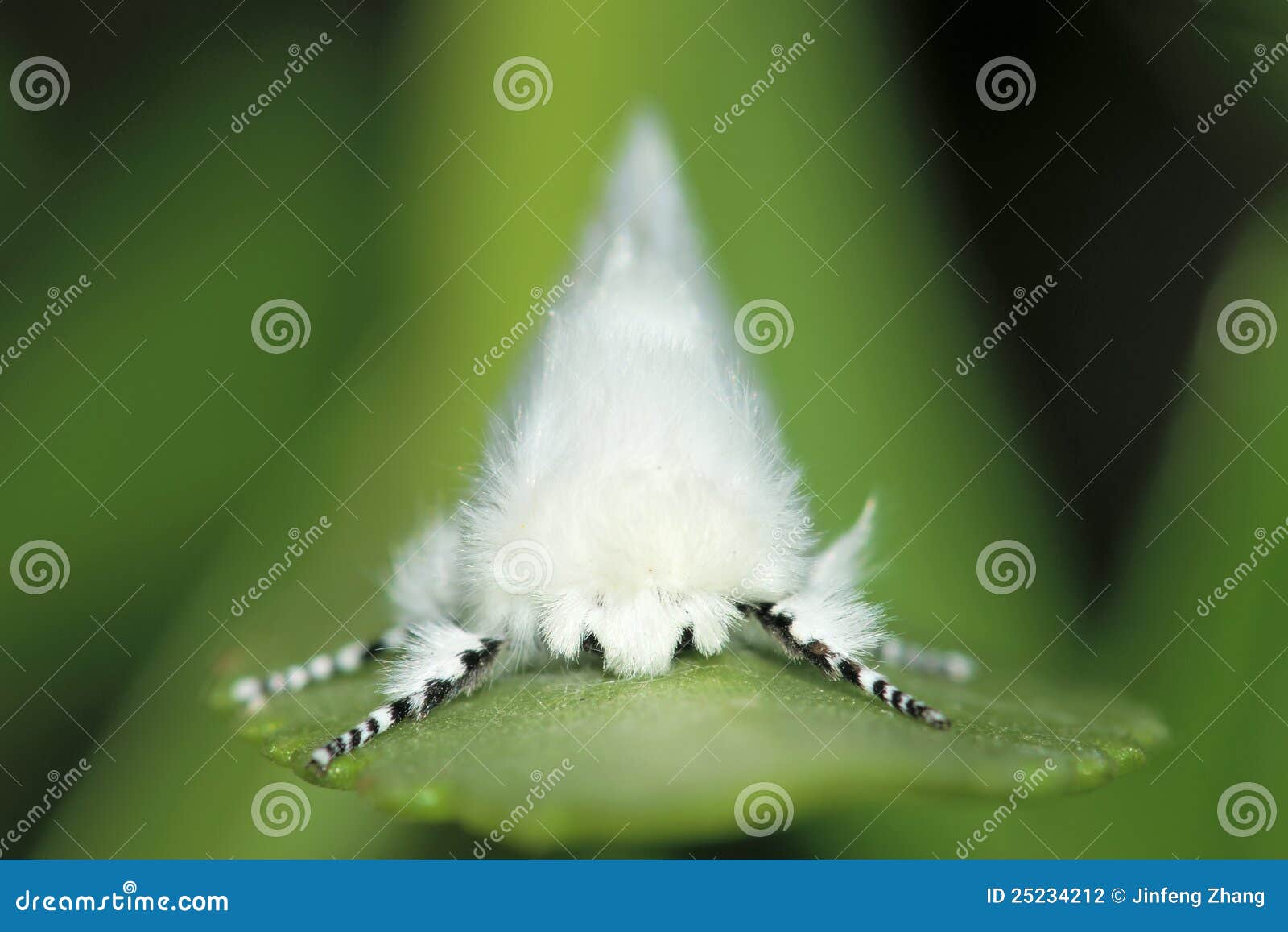 Off White Moth Possibly Udea Rubigalis, Celery Leaftier Or Greenhouse ...