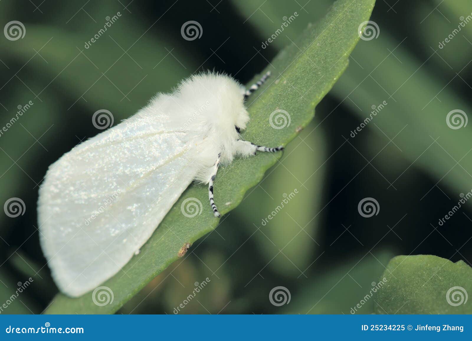 White Moth Wings Flat Stock Photography | CartoonDealer.com #153249458