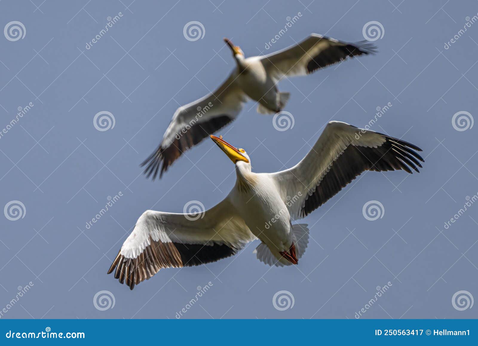 American White Pelican in Flight Stock Image - Image of blue, prey ...