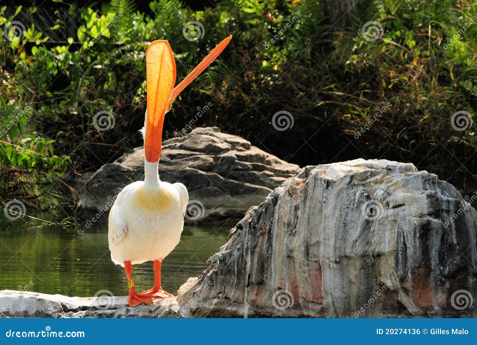 American White Pelican Singing Stock Photo - Image of color, bill: 20274136