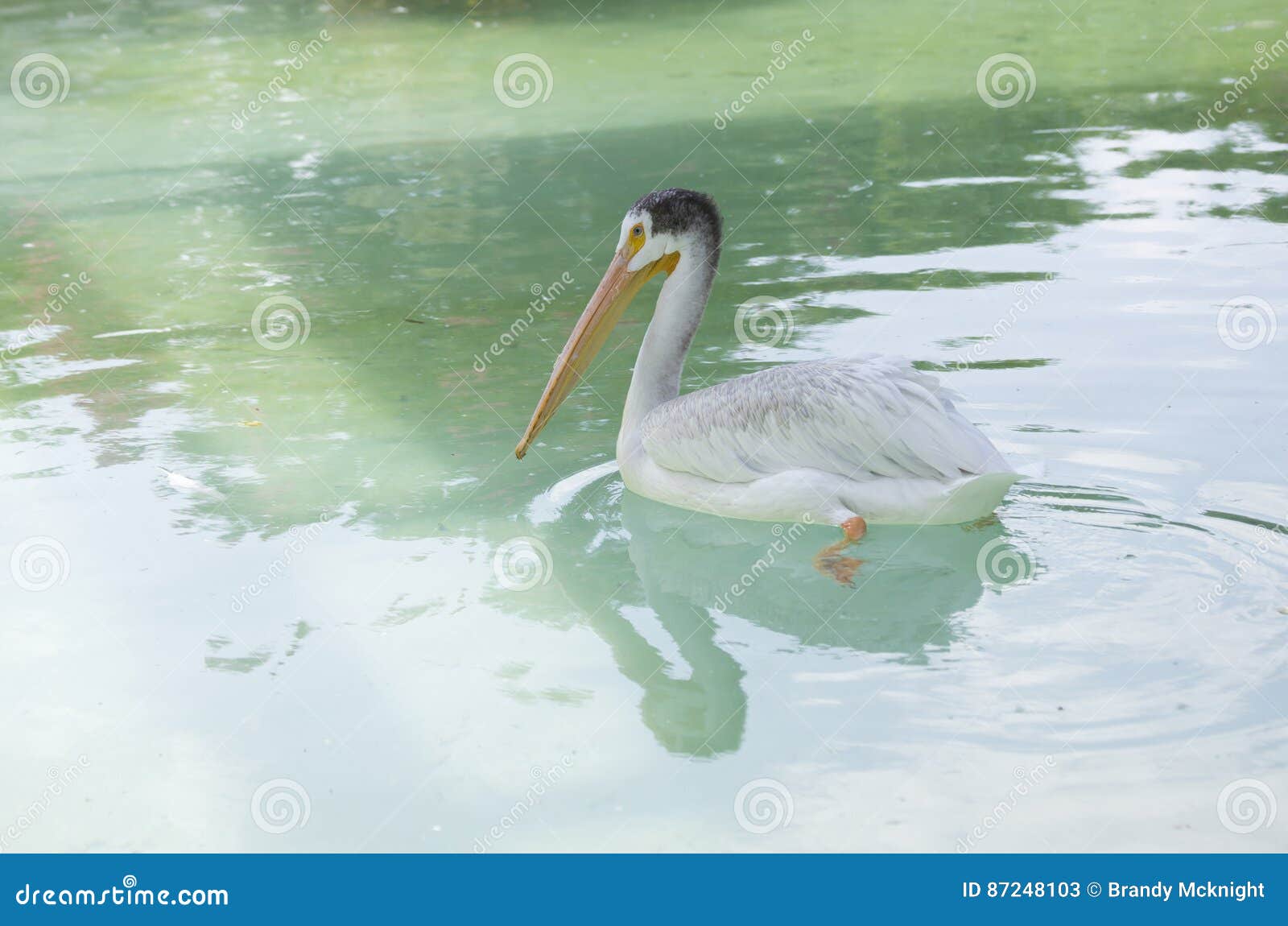 American White Pelican stock image. Image of background - 87248103