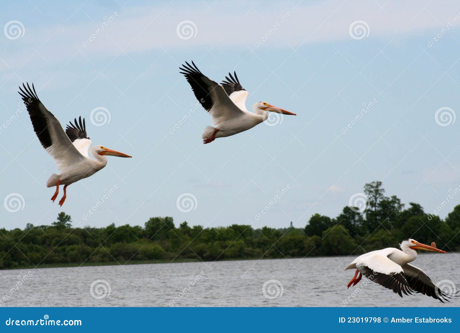 American White Pelicans in Flight Stock Photo - Image of nature, crest ...