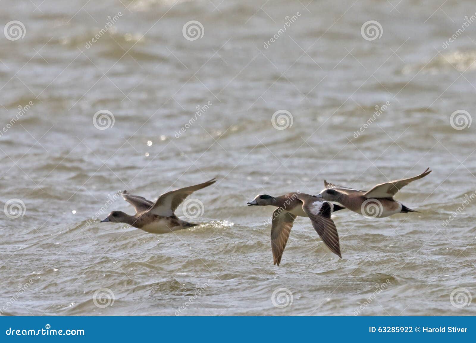 American Wigeon, Anas Americana in Flight Stock Photo - Image of lake ...