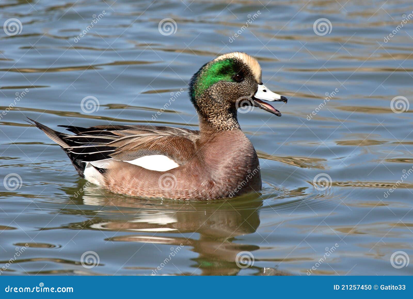 Calling Drake Stock Photos - Free & Royalty-Free Stock Photos from ...