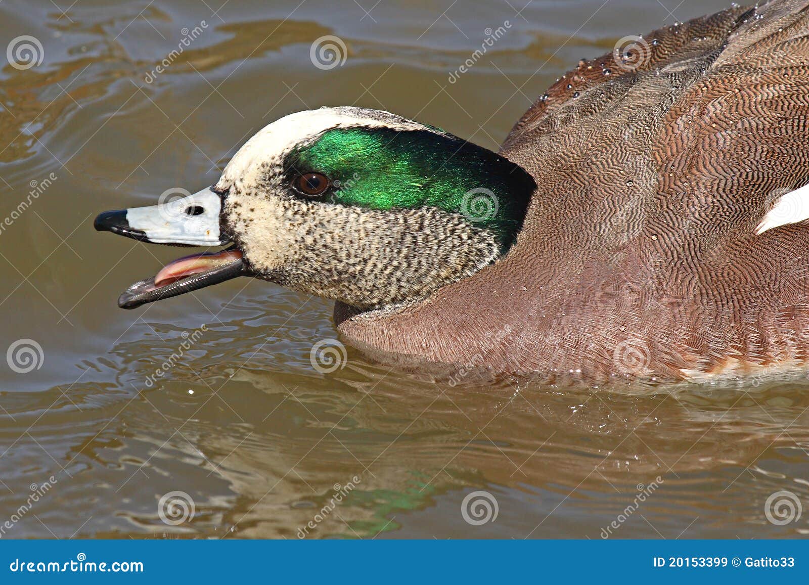 American Wigeon Calling Out Stock Image - Image of nature, bird: 20153399