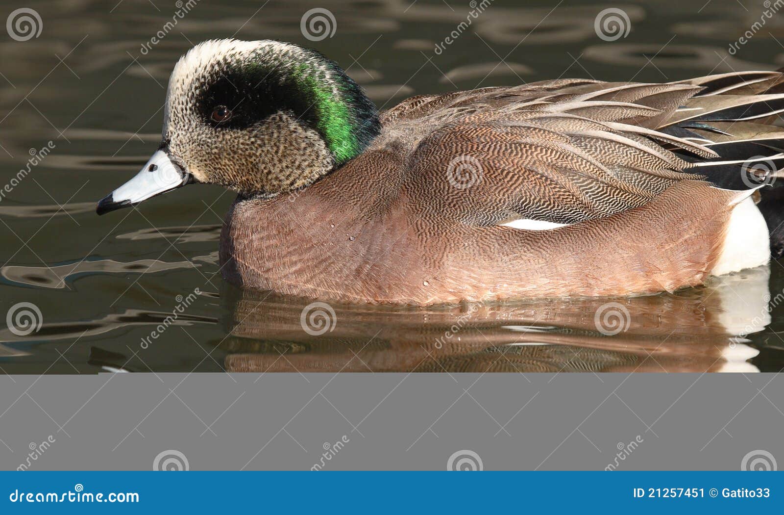 American Wigeon Drake stock image. Image of mexico, natural - 21257451