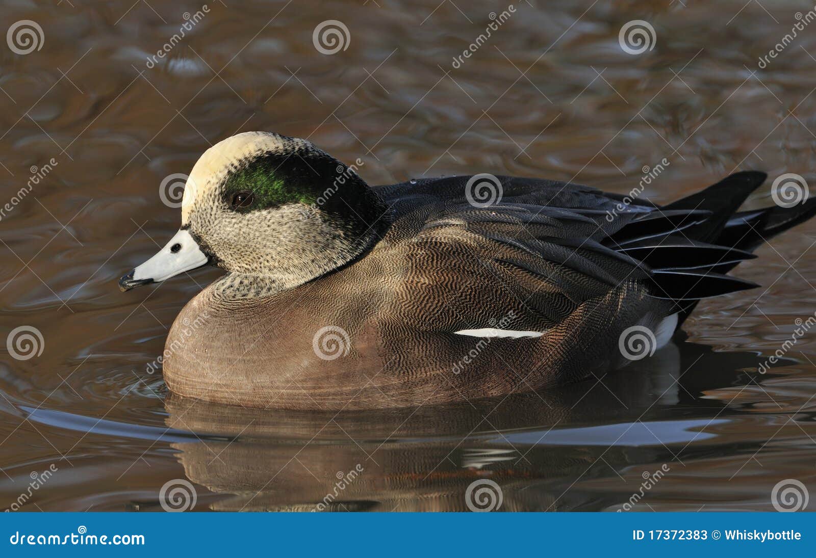 American Wigeon Duck stock image. Image of wigeon, brown - 17372383