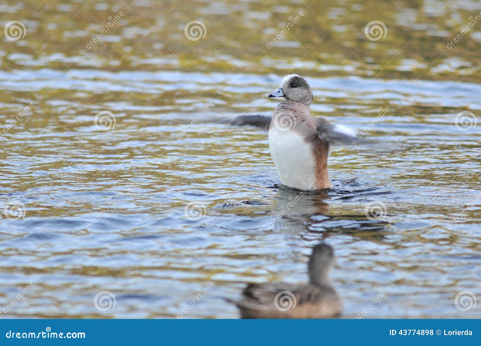 American wigeon duck stock photo. Image of reflection - 43774898