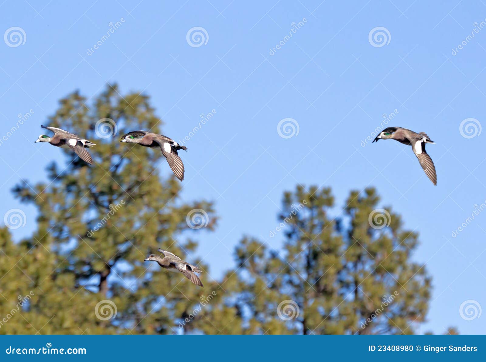 American Wigeon Ducks Flying Stock Photo - Image of female, sunny: 23408980