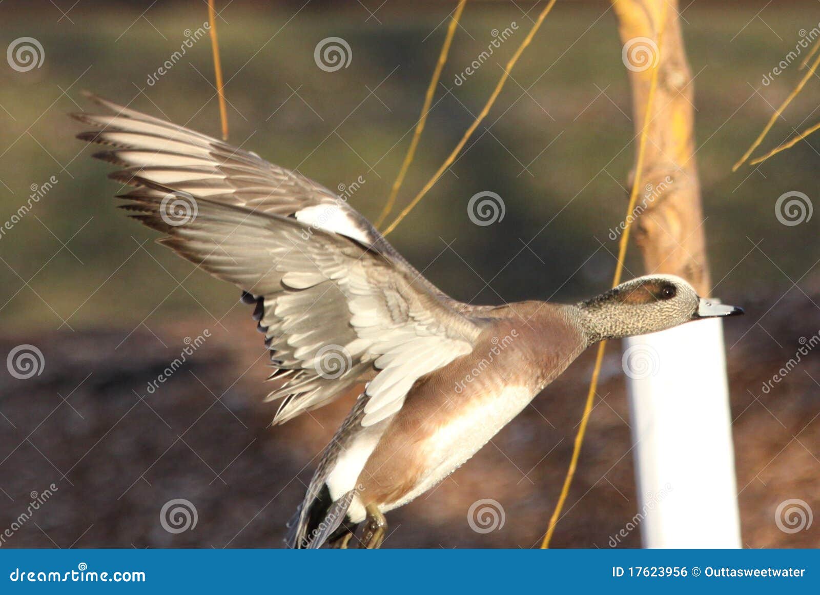 American Wigeon in Flight stock photo. Image of nature - 17623956