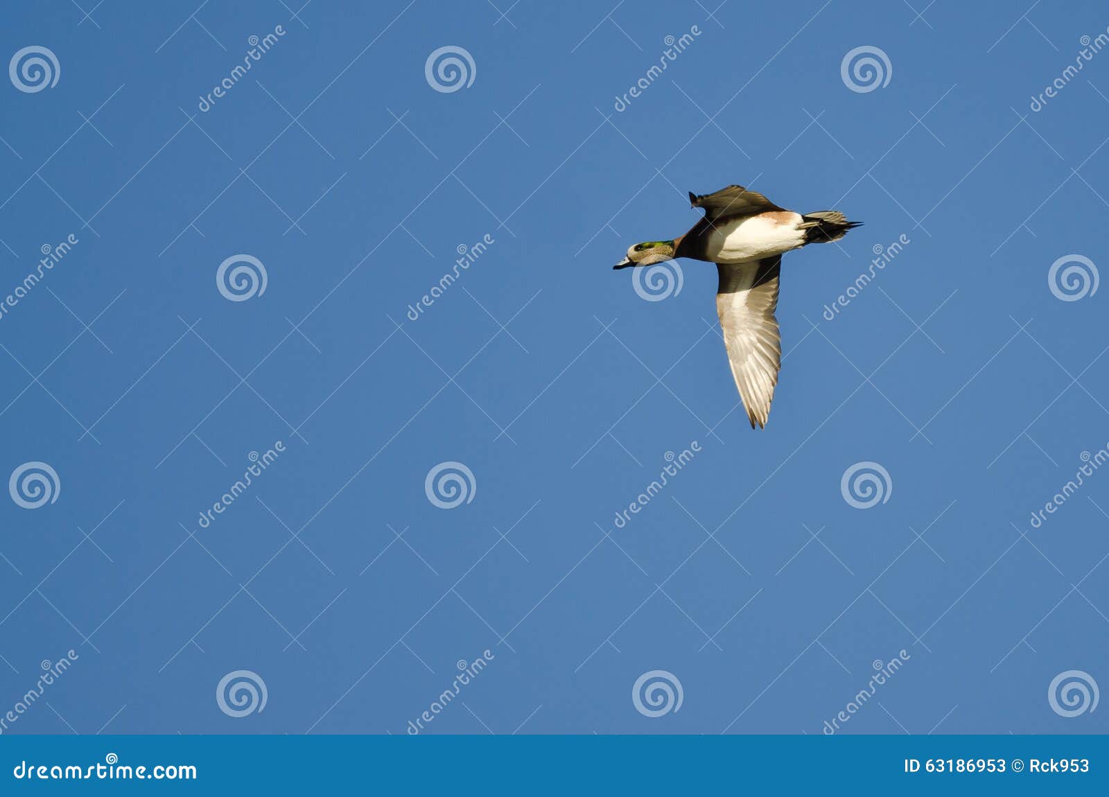 American Wigeon, Flying in a Blue Sky Stock Image - Image of aquatic ...