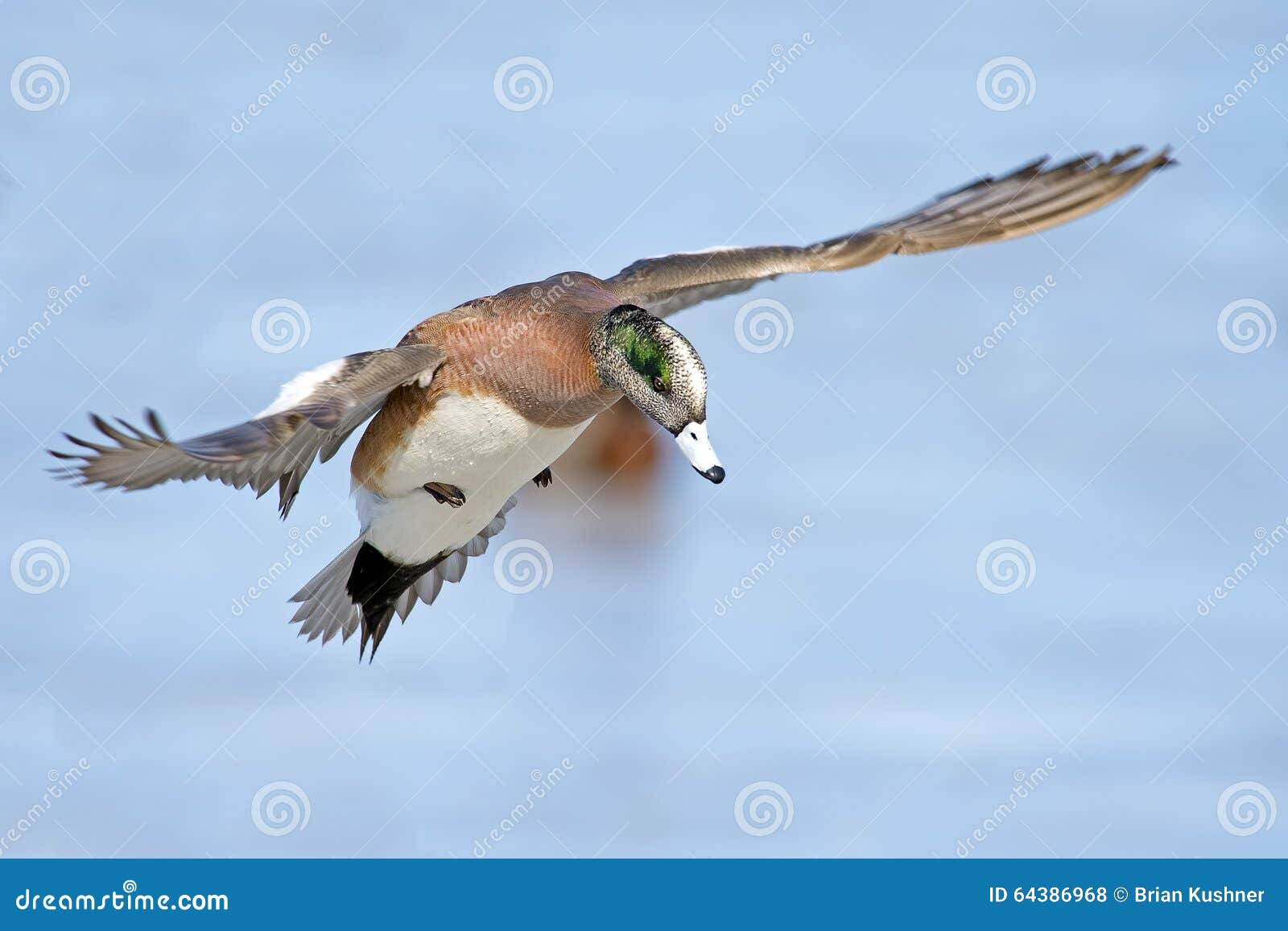 American Wigeon flying stock photo. Image of nature, water - 64386968