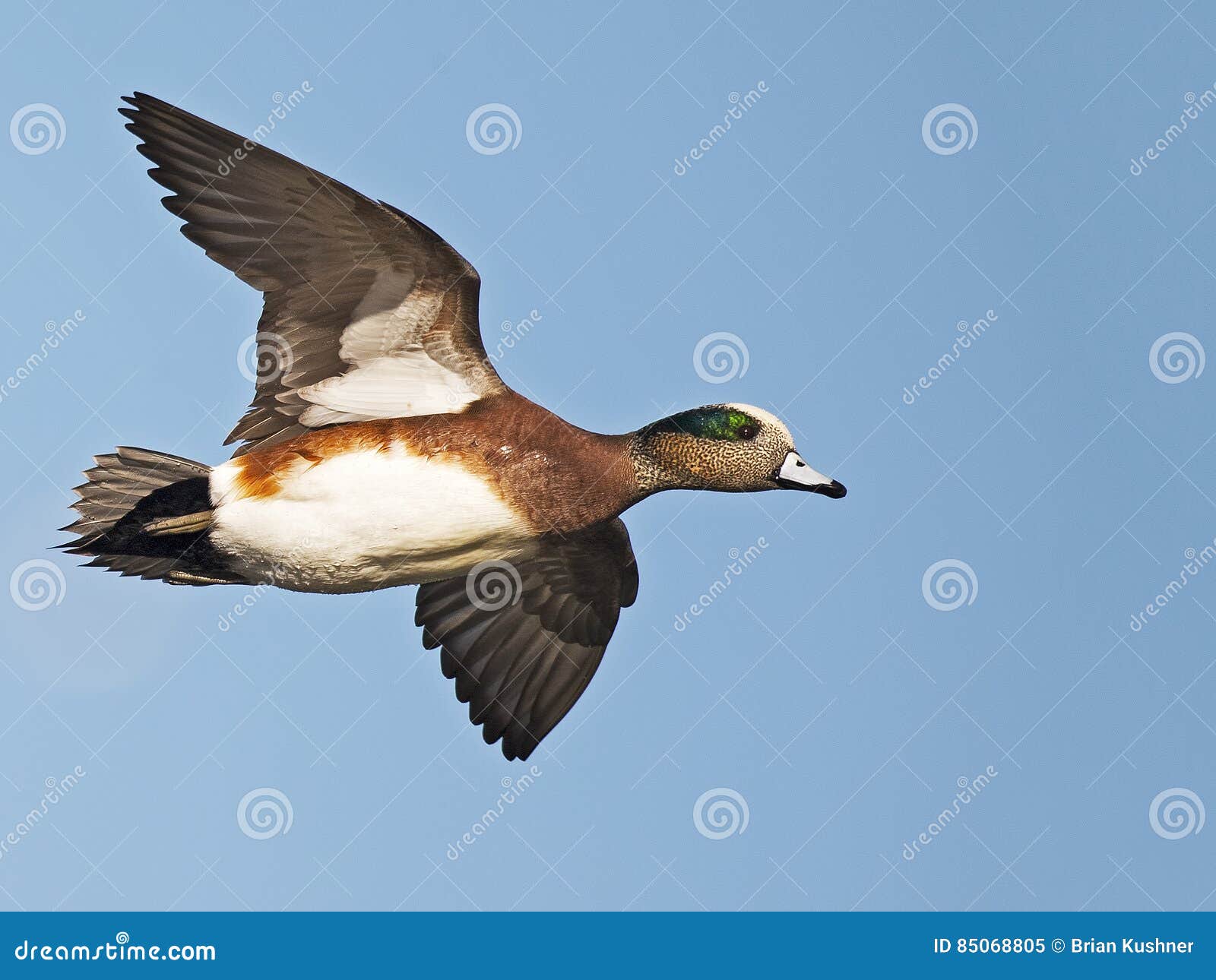 Common Widgeon Flying