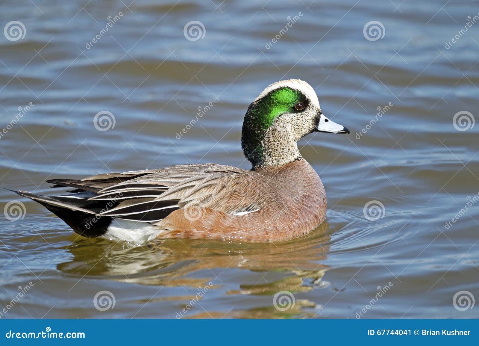 American Wigeon stock image. Image of baby, anas, male - 67744041
