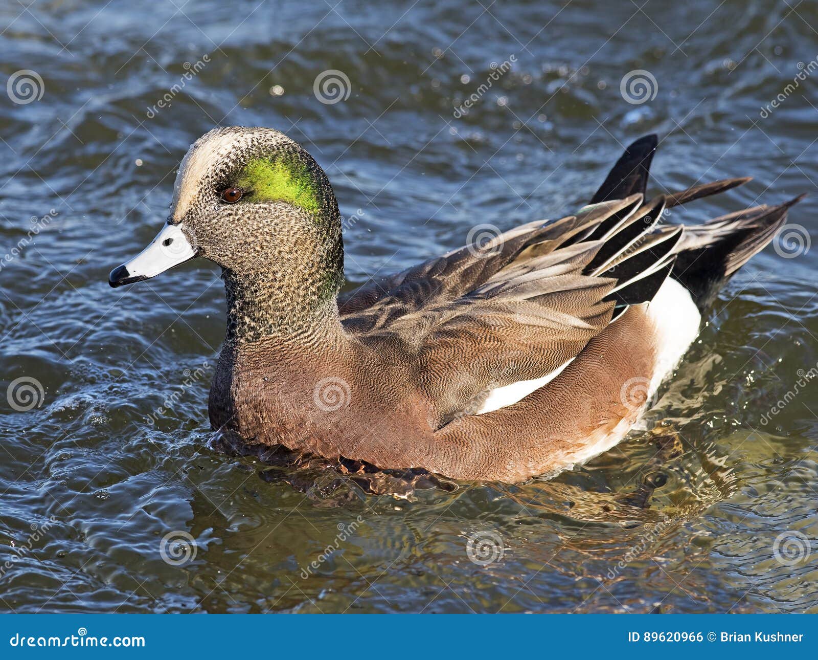 American Wigeon stock photo. Image of nature, water, avian - 89620966