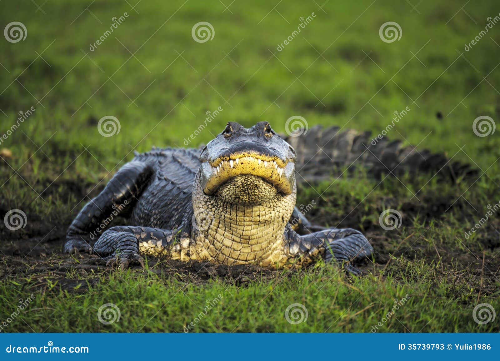 American wild alligator stock image. Image of miami, murderer - 35739793
