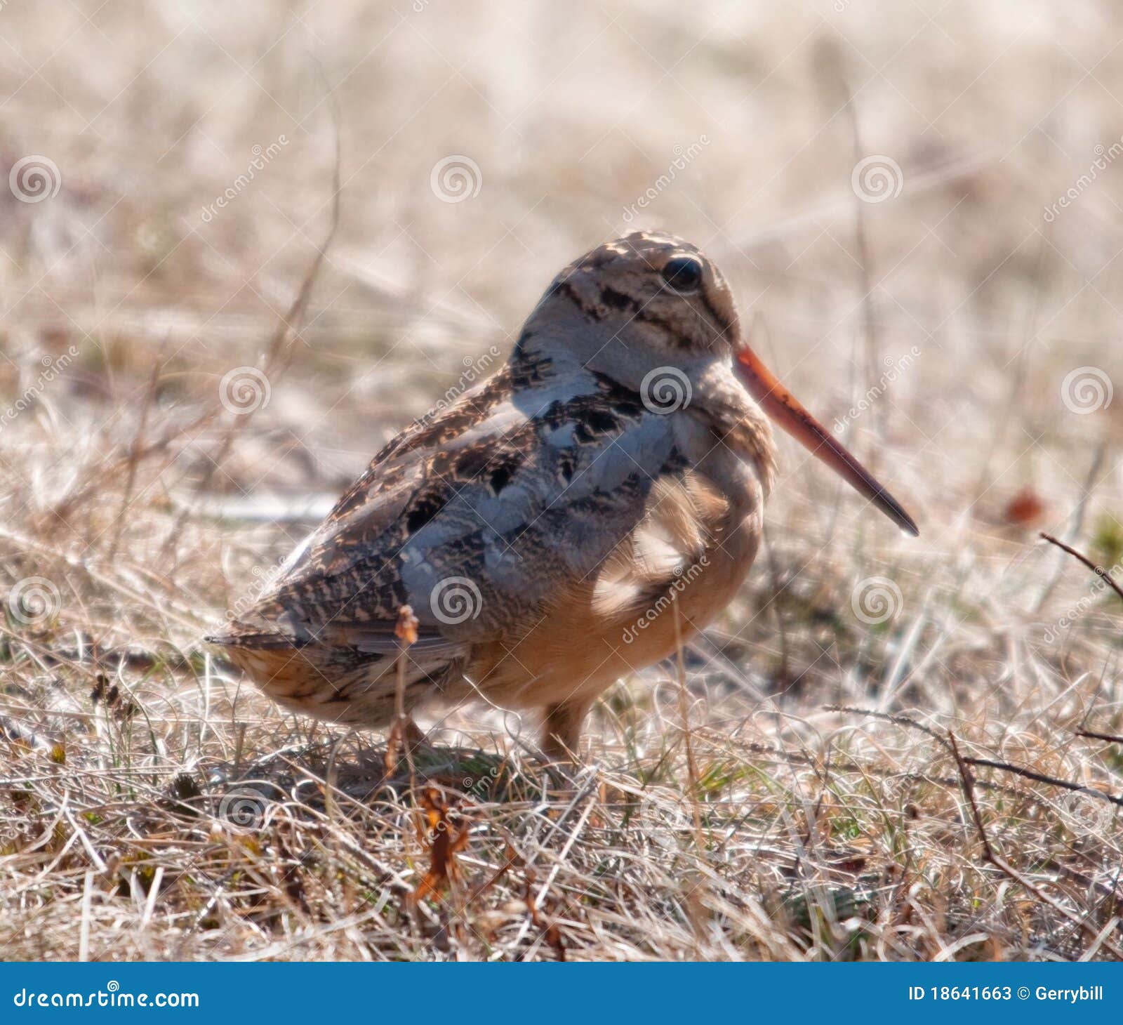 American Woodcock stock image. Image of national, park - 18641663