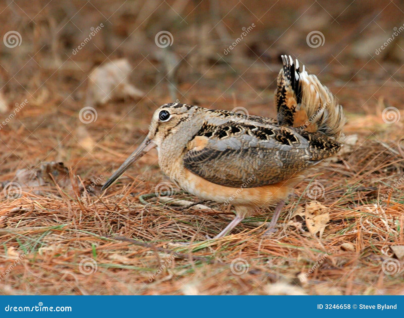 American Woodcock Courtship Stock Photo - Image of courtship, mating ...