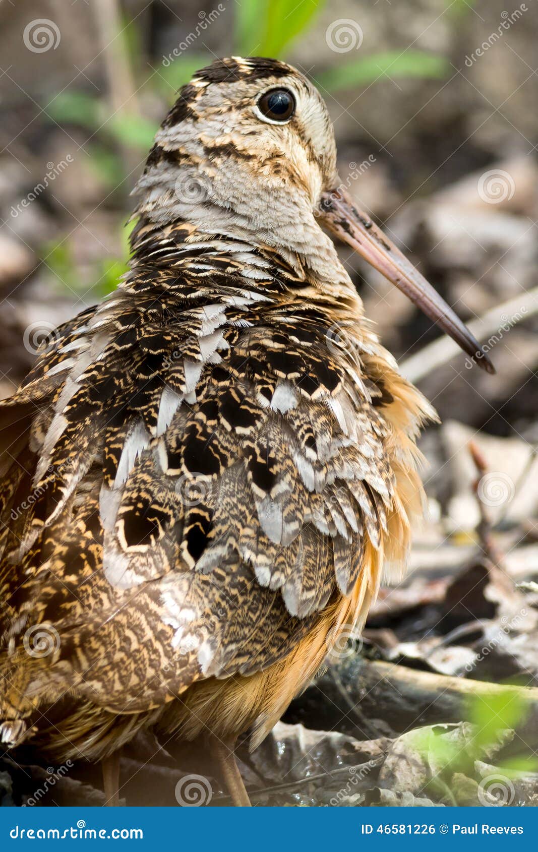 American Woodcock - Scolopax Minor Royalty-Free Stock Image ...