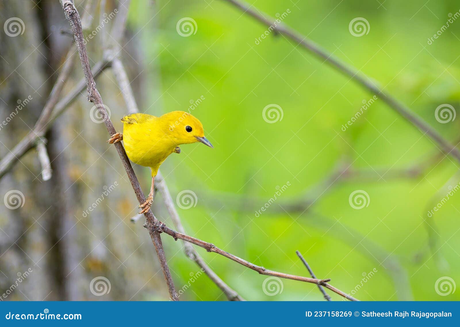 American Yellow Warbler on a Tree in Ohio Stock Image - Image of ...