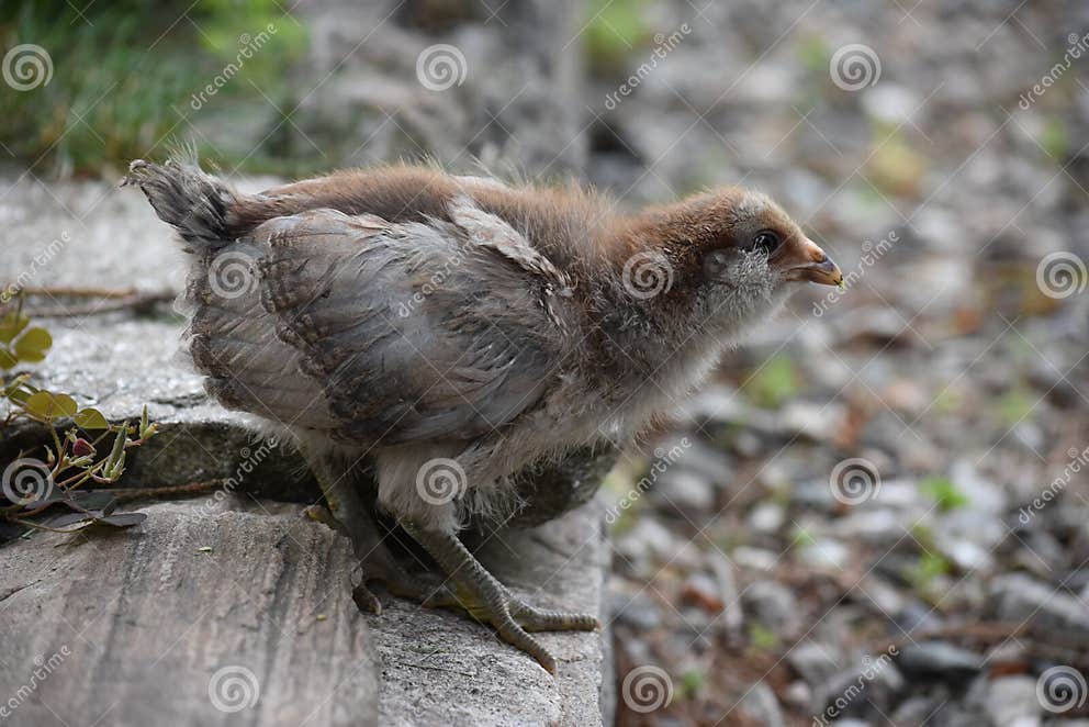 Americana Chick stock image. Image of animals, wall, rural - 95052393