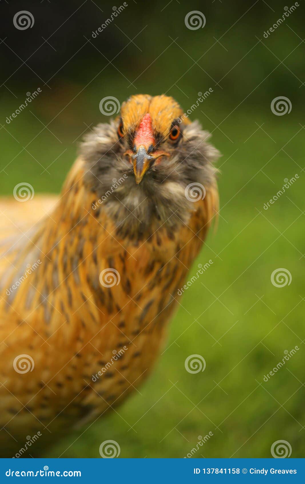 Americana Easter Egger Hen Looking Forward Stock Photo - Image of eggs ...