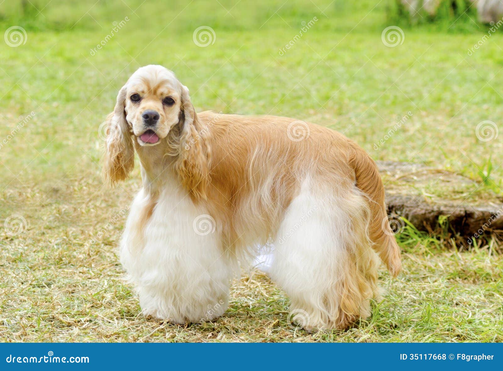 Americano cocker spaniel foto de archivo. Imagen de abajo - 35117668