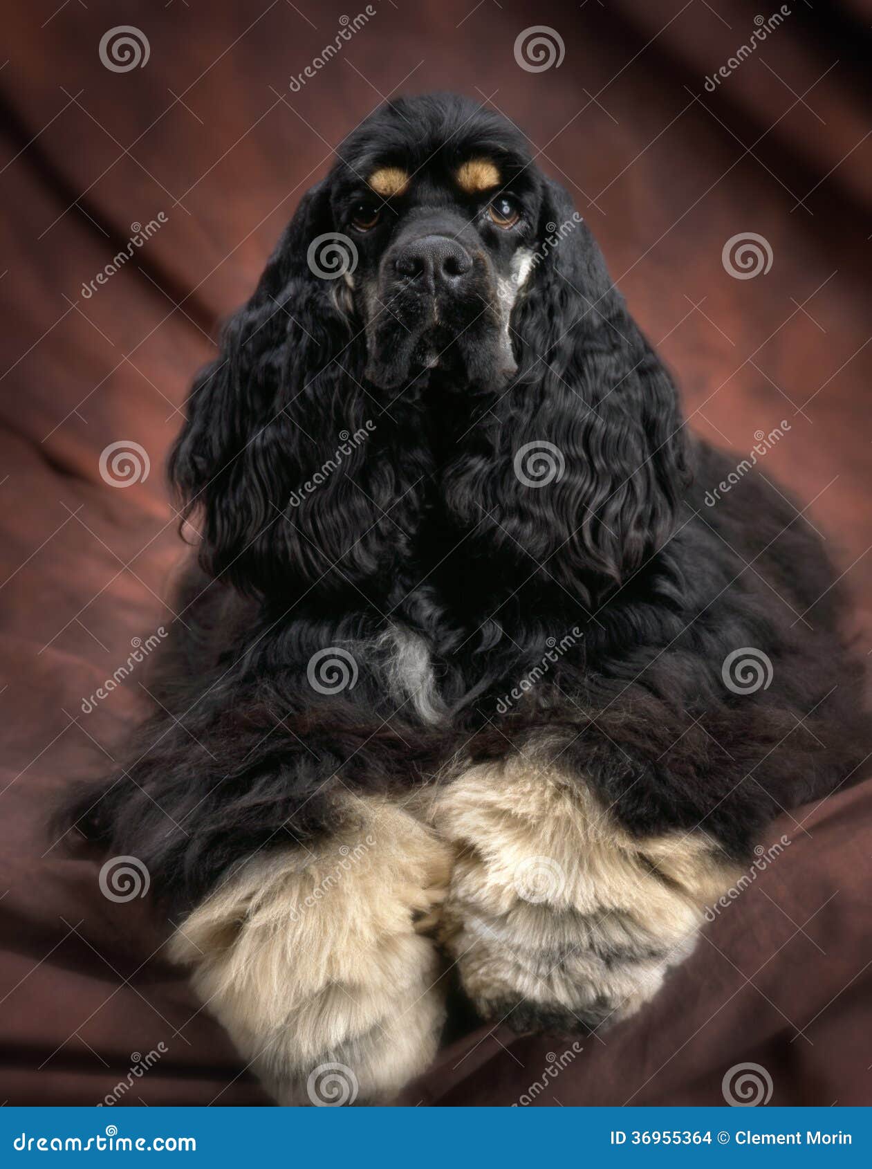 Americano cocker spaniel foto de archivo. Imagen de cortado - 36955364