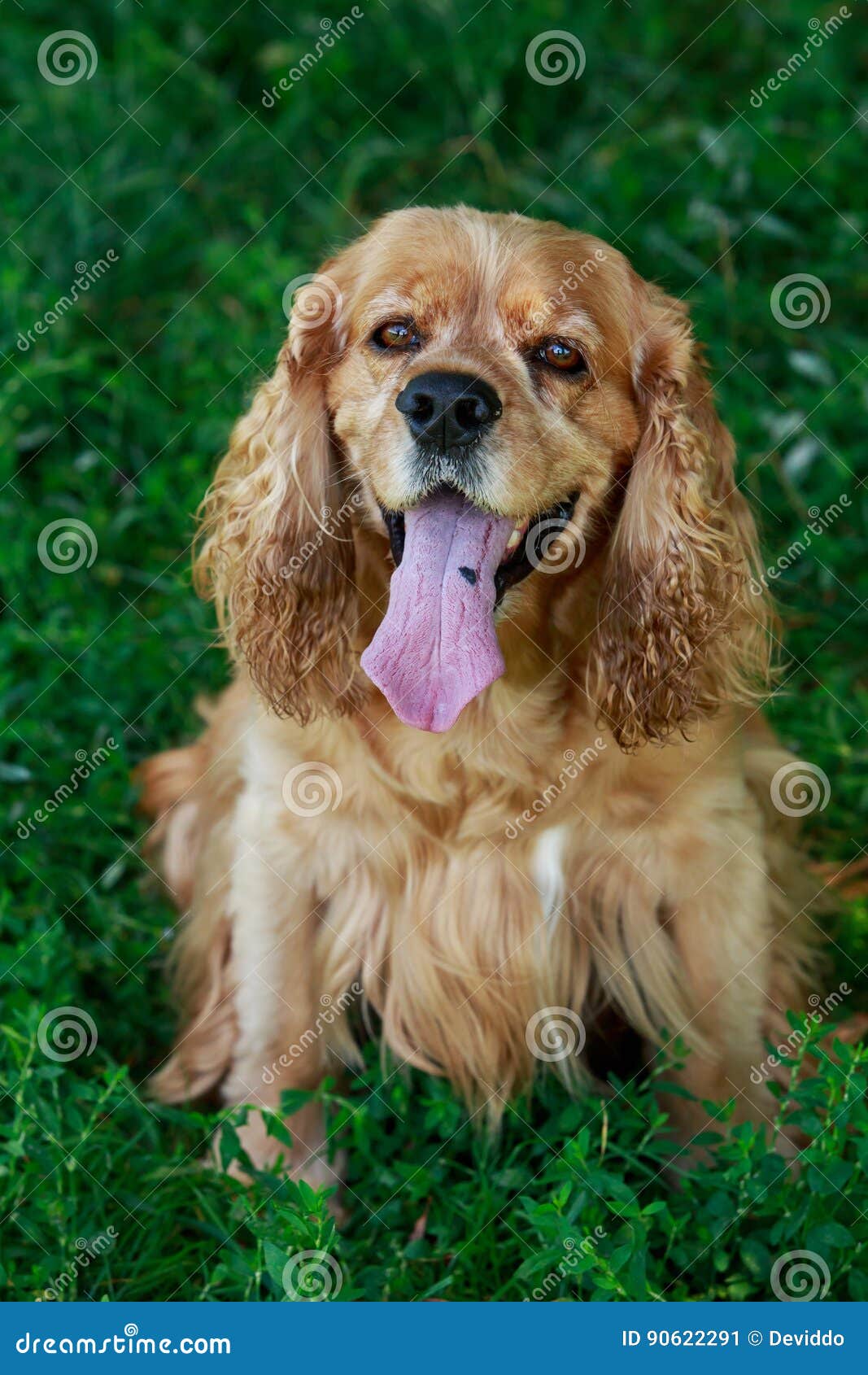 Americano Cocker Spaniel De La Raza Del Perro Imagen de archivo ...