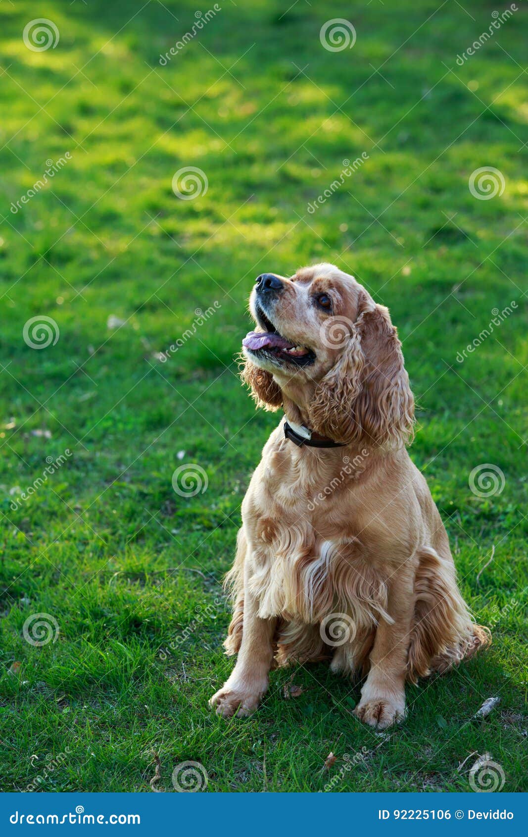 Americano Cocker Spaniel De La Raza Del Perro Foto de archivo - Imagen ...