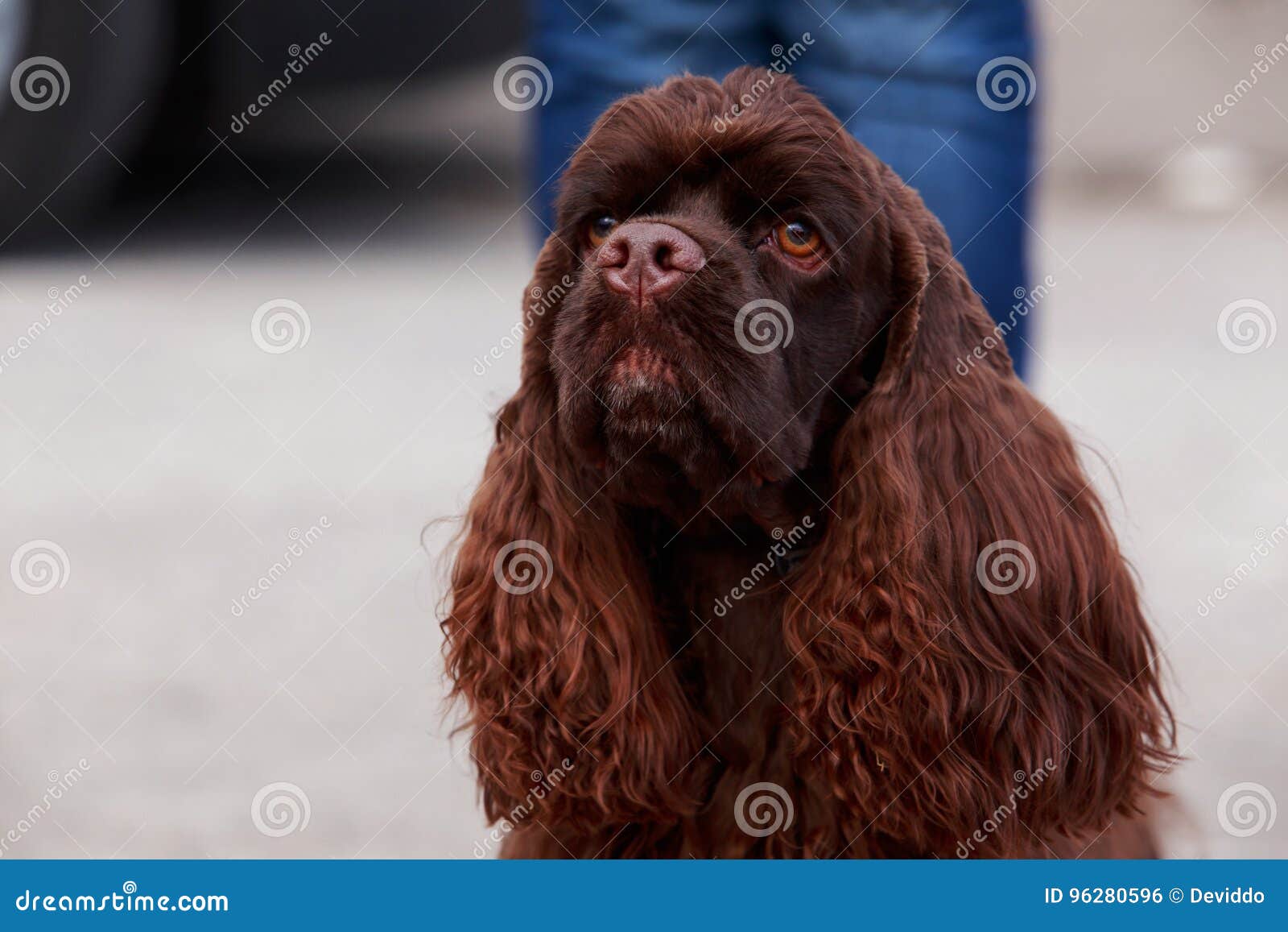 Americano Cocker Spaniel De La Raza Del Perro Foto de archivo - Imagen ...