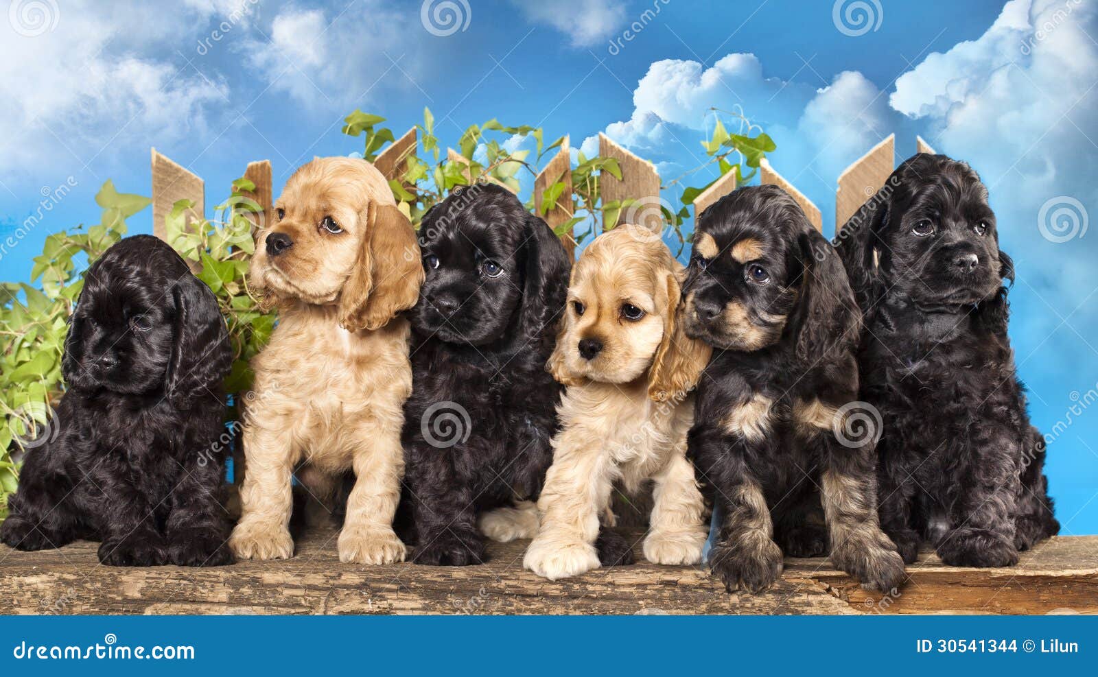 Americano Cocker Spaniel De Los Perritos Foto de archivo - Imagen de ...