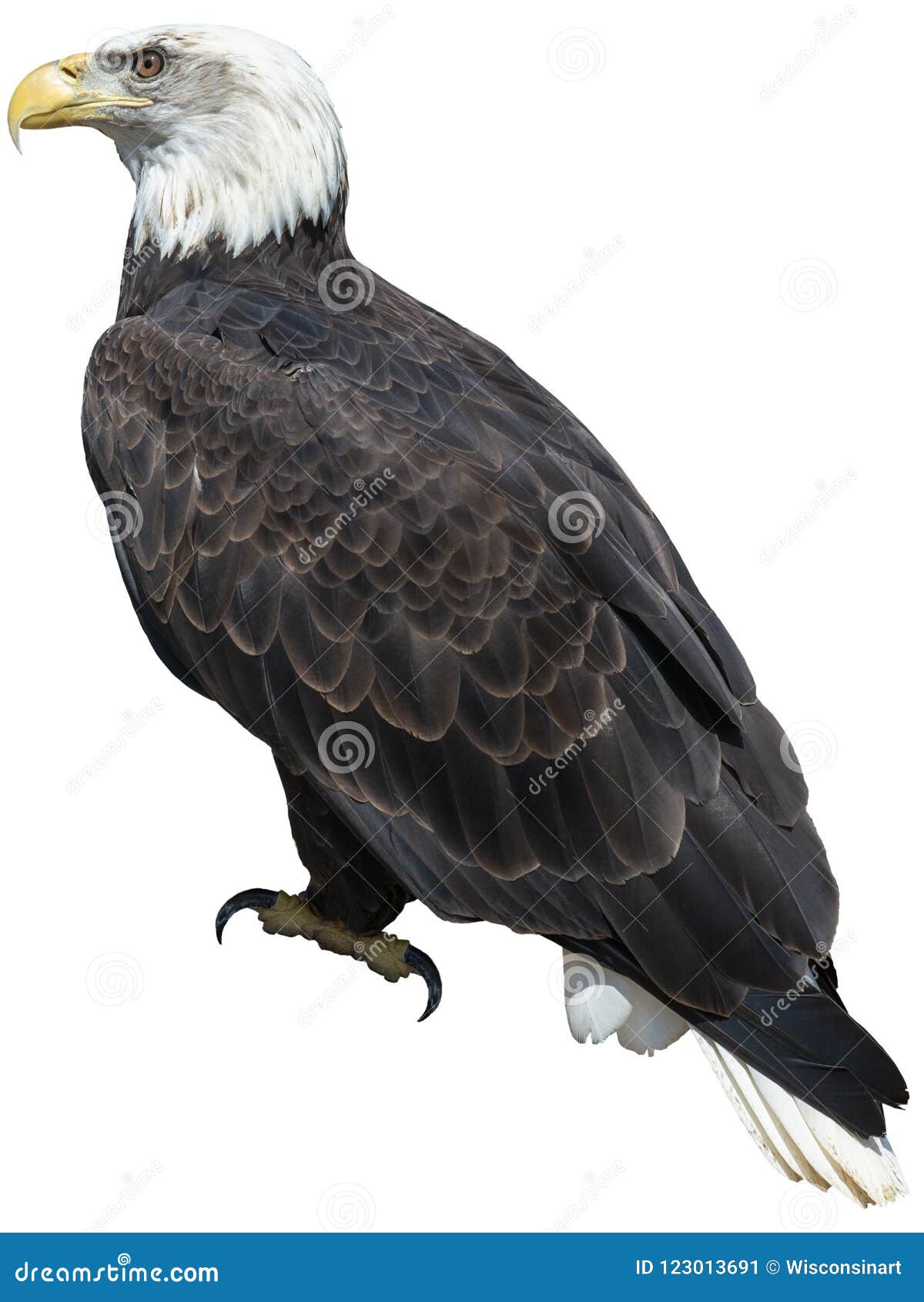 Americano Eagle Birs Calvo, Aislado, Fauna Imagen de archivo - Imagen ...
