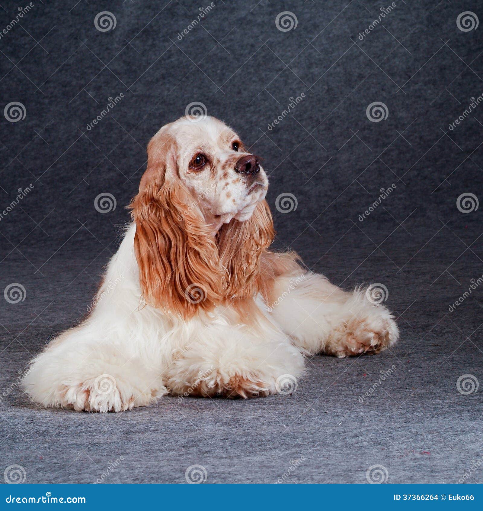 Americano Hermoso Cocker Spaniel Del Fondo Gris Foto de archivo ...