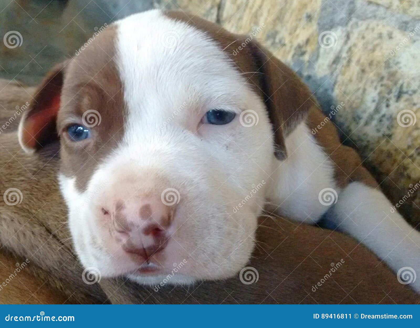 Americano PitBull Pit Puppies Imagen de archivo - Imagen de perritos ...