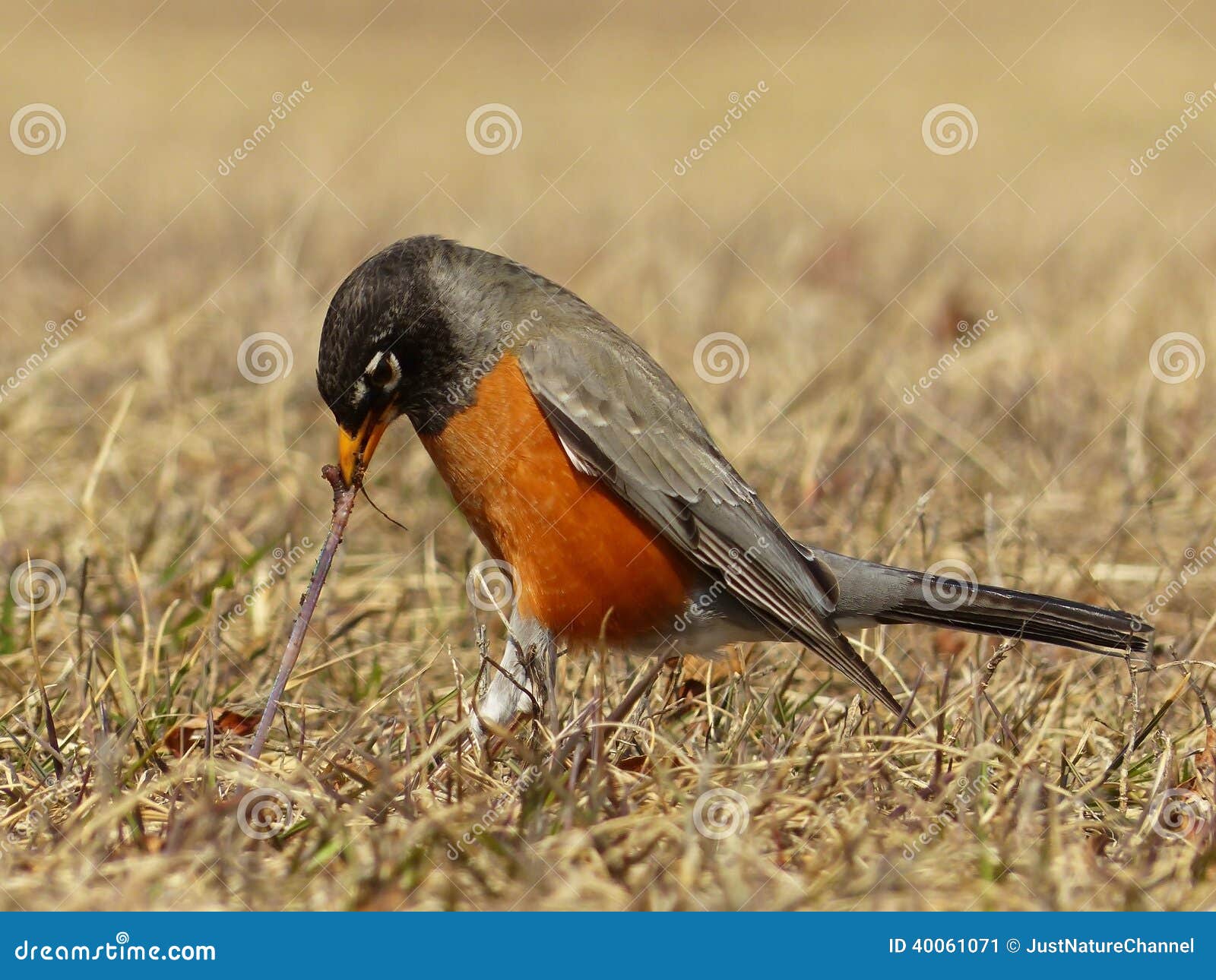 Americano Robin Pulling Um Sem-fim Imagem de Stock - Imagem de robina ...