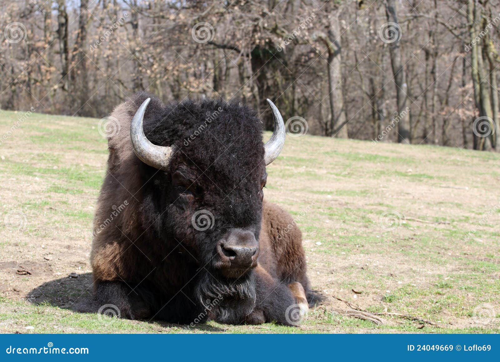 Amerikaanse Bizon, Bizonbizon Stock Afbeelding - Image of wild ...