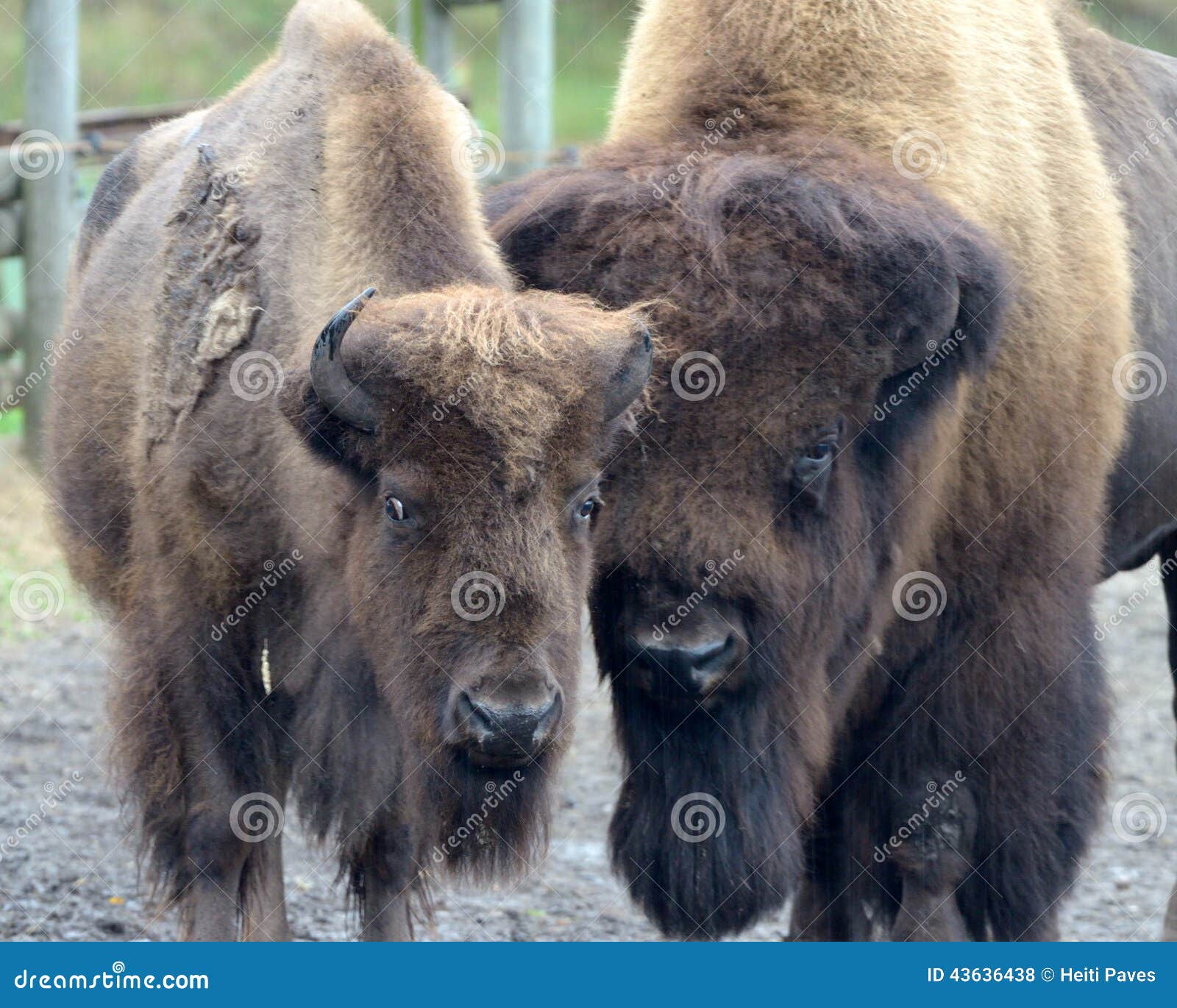 Amerikaanse Bizon (de Bizon Van De Bizon) Stock Foto - Image of ...