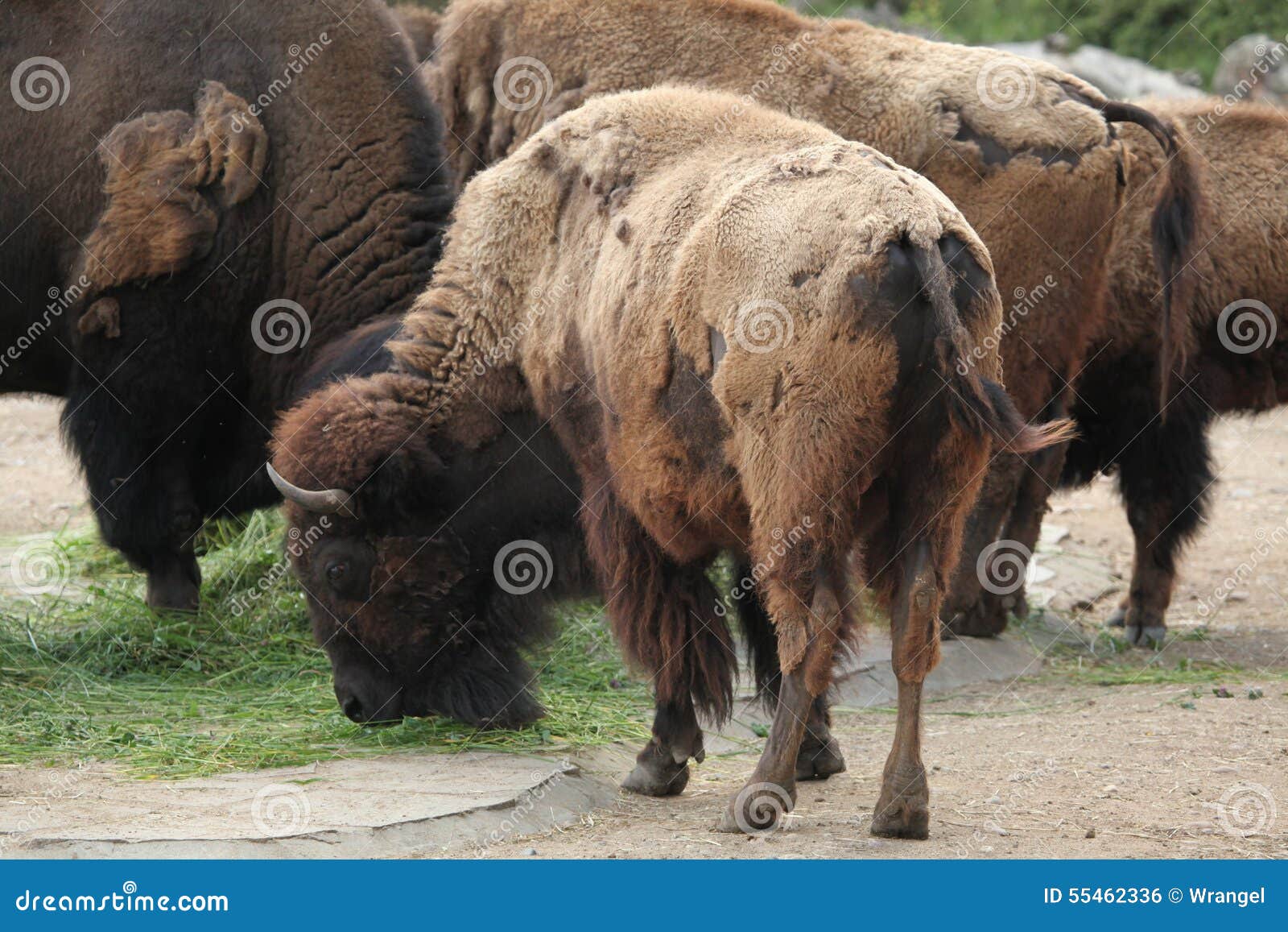 Amerikaanse Bizon (de Bizon Van De Bizon) Stock Foto - Image of prairie, amerikaans: 55462336
