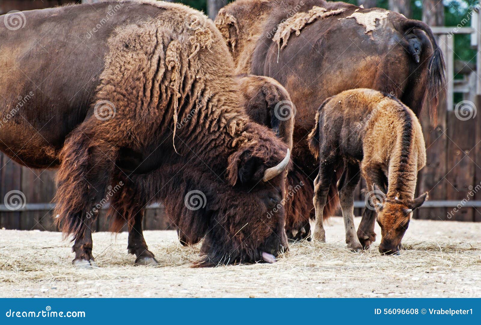 Amerikaanse Bizon (de Bizon Van De Bizon) Stock Foto - Image of park, buffels: 56096608