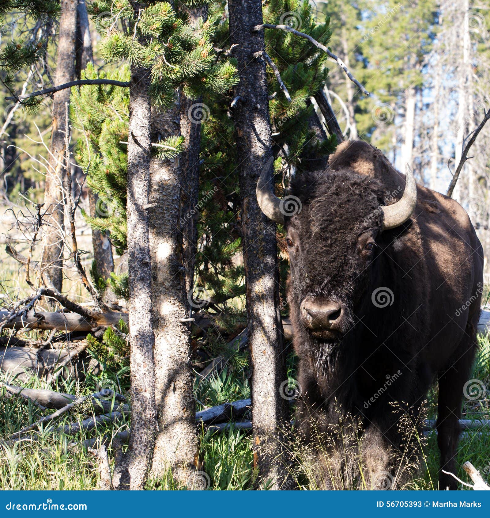 Amerikaanse Bizon, De Bizon Van De Bizon Stock Afbeelding - Image of ...