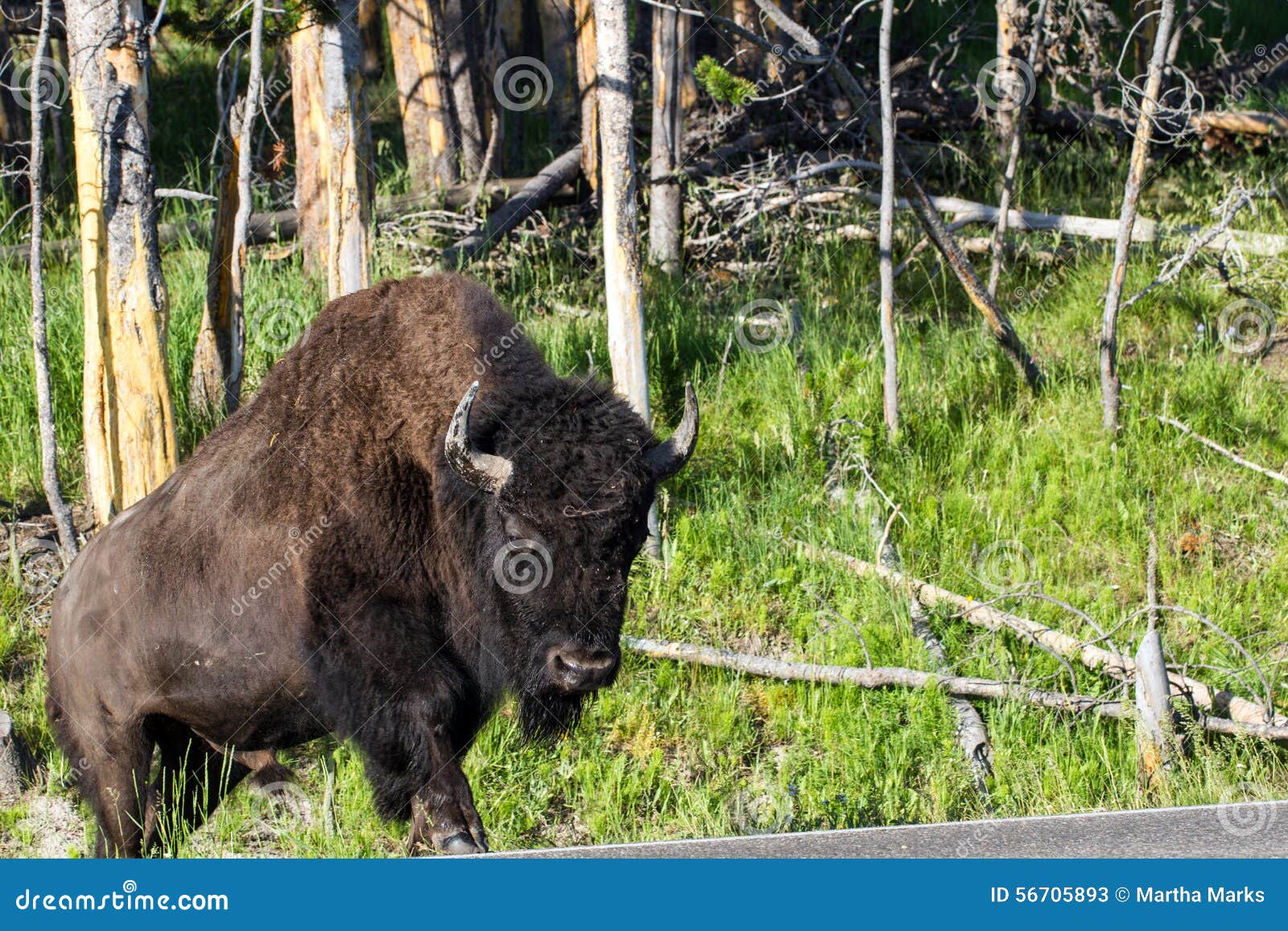 Amerikaanse Bizon, De Bizon Van De Bizon Stock Afbeelding - Image of buffels, hoorn: 56705893
