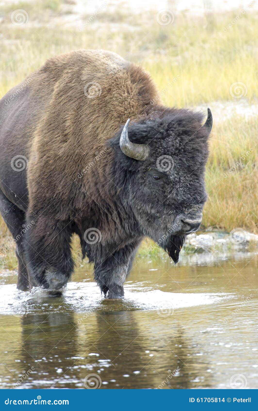 Amerikaanse Bizon (de Bizon Van De Bizon) Stock Foto - Image of stroom ...
