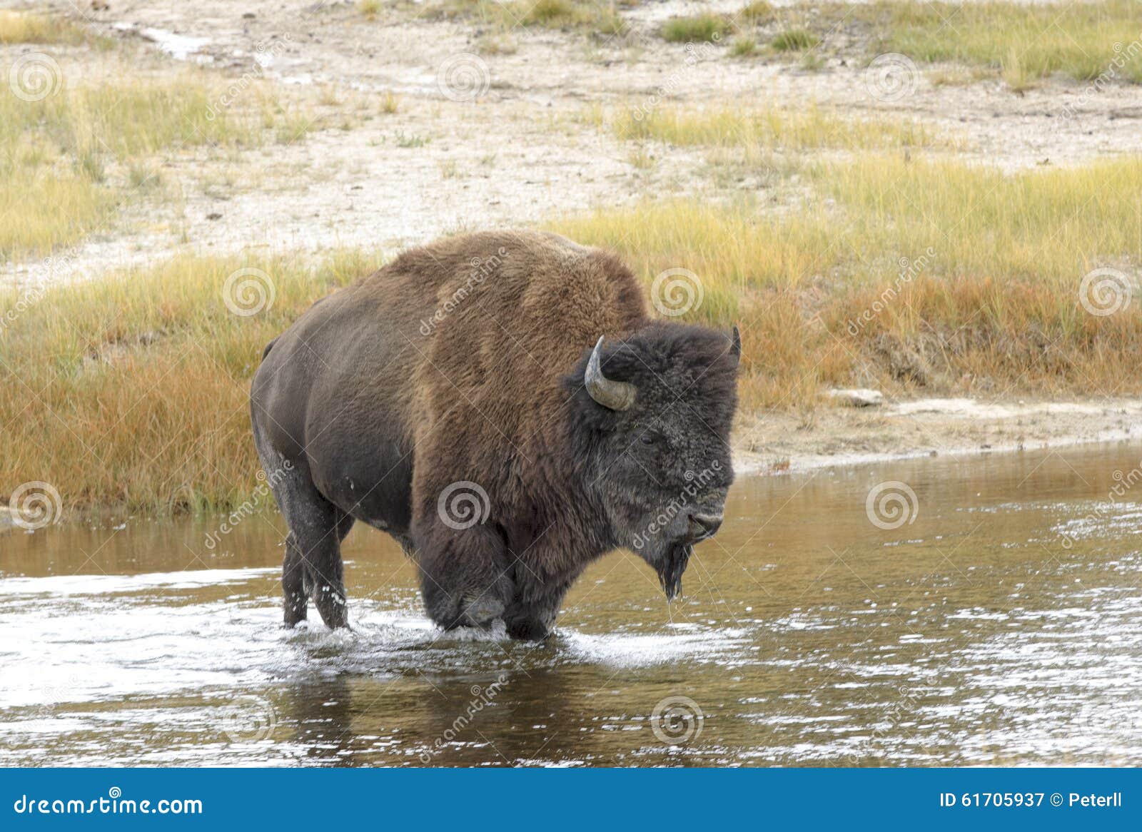 Amerikaanse Bizon (de Bizon Van De Bizon) Stock Afbeelding - Image of ...