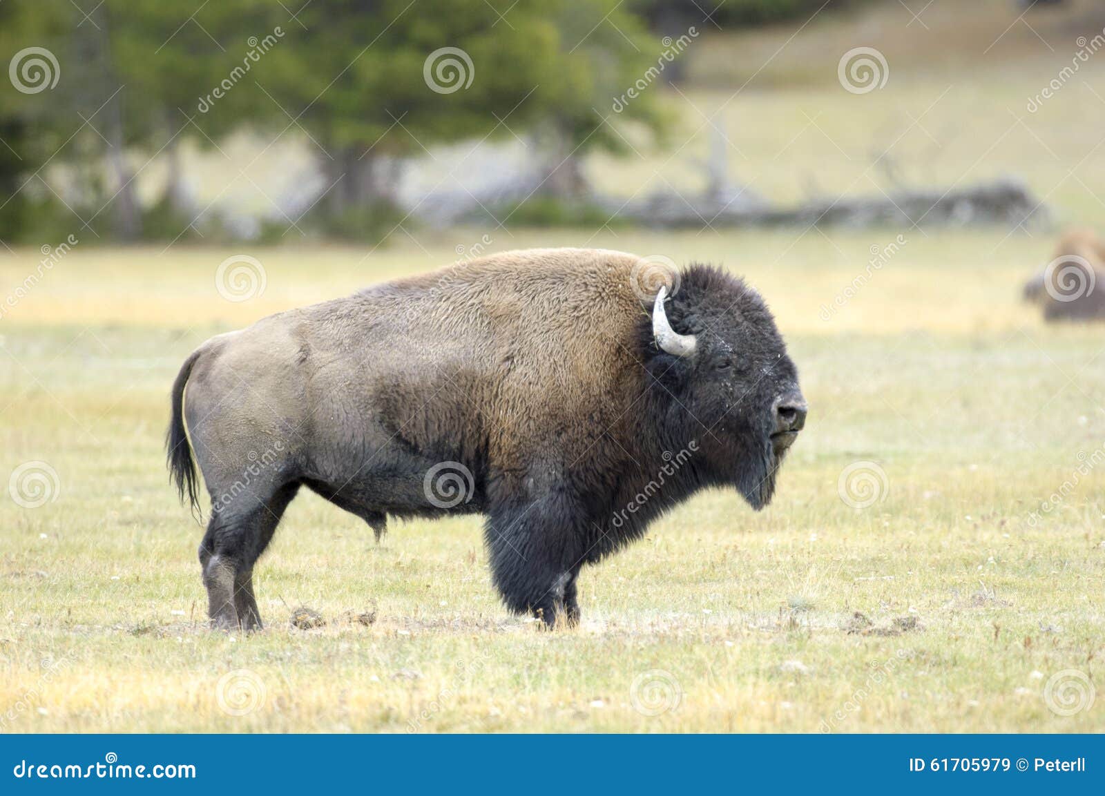 Amerikaanse Bizon (de Bizon Van De Bizon) Stock Afbeelding - Image of ...